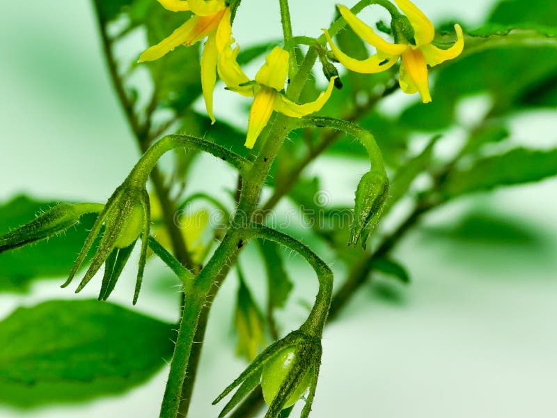 Imagen Del Primer De La Flor Del Tomate Imagen de archivo - Imagen de ...