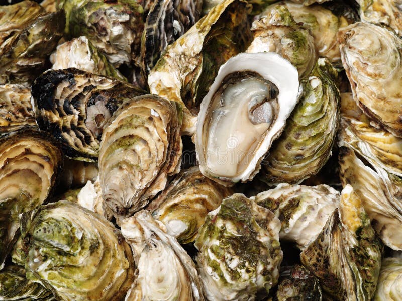 Imagen Del Primer De La Ostra Fresca Foto de archivo - Imagen de fresco ...