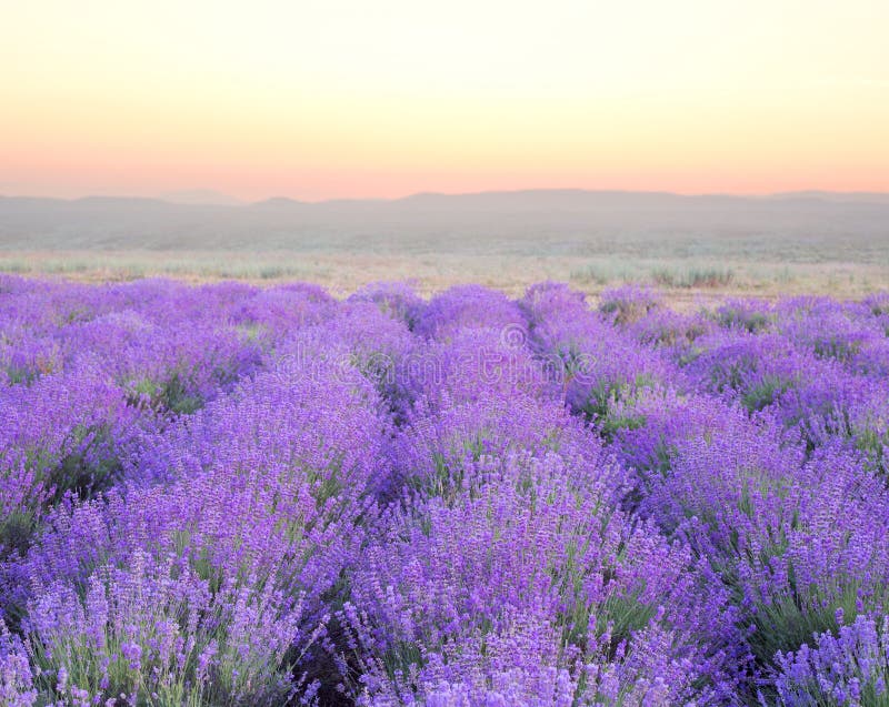 Imagen Hermosa De La Lavanda Imagen de archivo - Imagen de agricultura ...