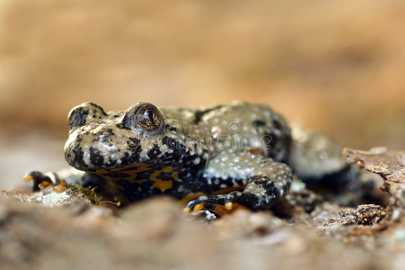 Imagen Macra Del Sapo Hinchado Amarillo Imagen de archivo - Imagen de ...