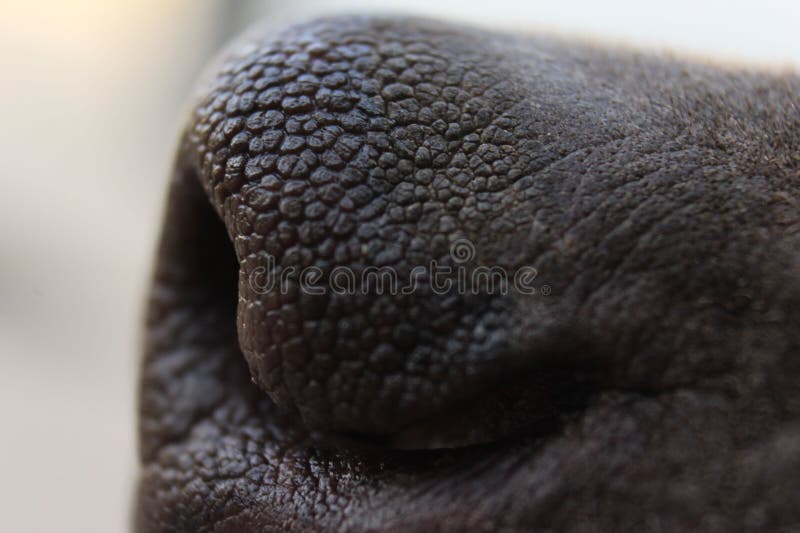 Imagen Macro De Una Nariz De Perro. Imagen de archivo - Imagen de ...