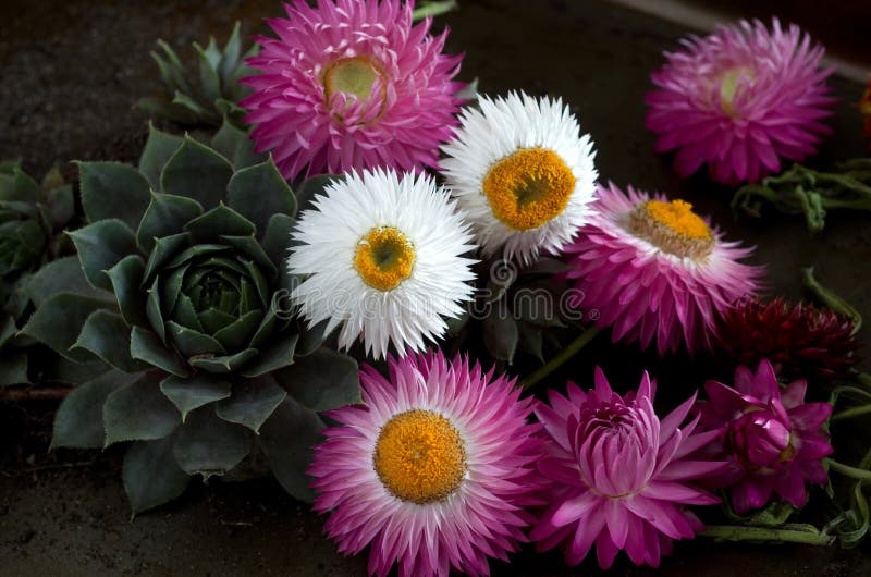 Imagen Macro De Varias Flores Secas Blancas Y Violetas Imagen de ...