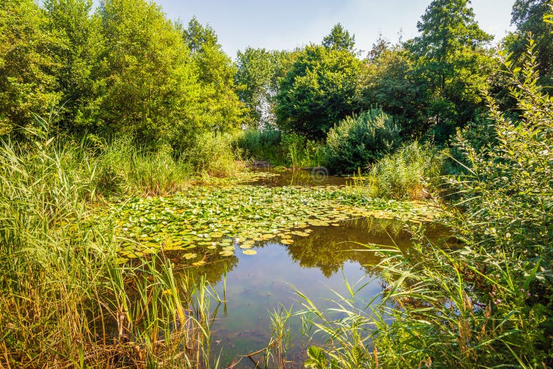 Imagen Pintoresca De Una Charca Natural Imagen de archivo - Imagen de ...