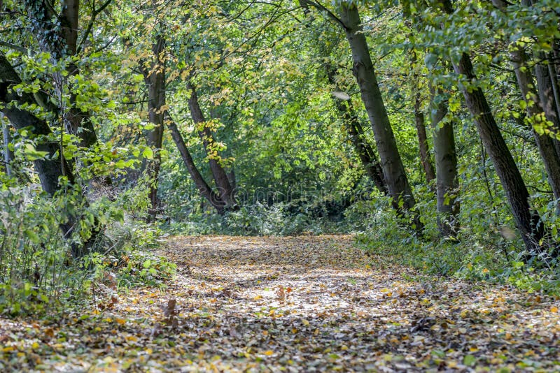 Imagen Que Sorprende De Un Sendero En El Bosque Foto de archivo ...