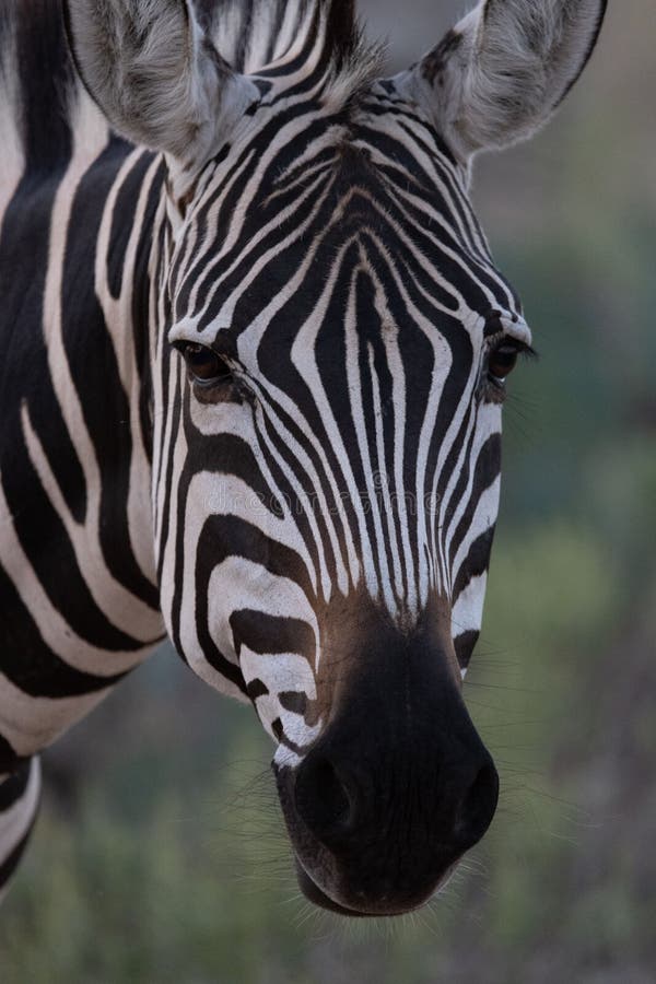Imagen Vertical Macro De Una Cara De Cebra Recta Foto de archivo ...