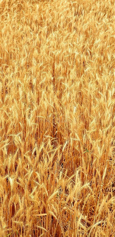 Imagens da planta do weat foto de stock. Imagem de agricultura - 272999036