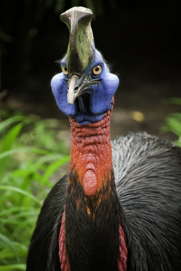 Male cassowary with chick stock image. Image of black - 48503267