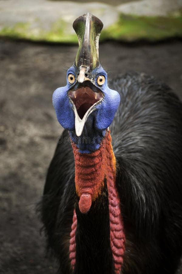 Male cassowary with chick stock image. Image of black - 48503267