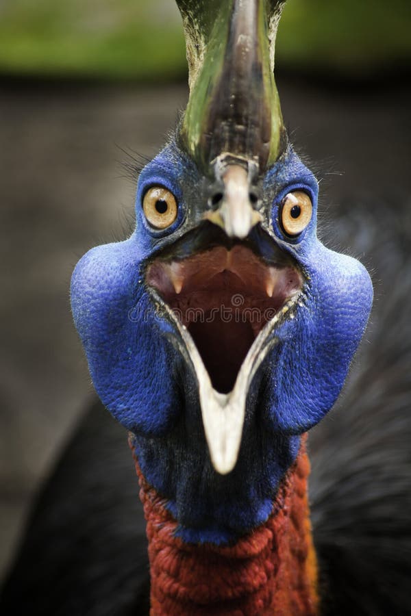 1,394 Angry Blue Bird Stock Photos - Free & Royalty-Free Stock Photos ...