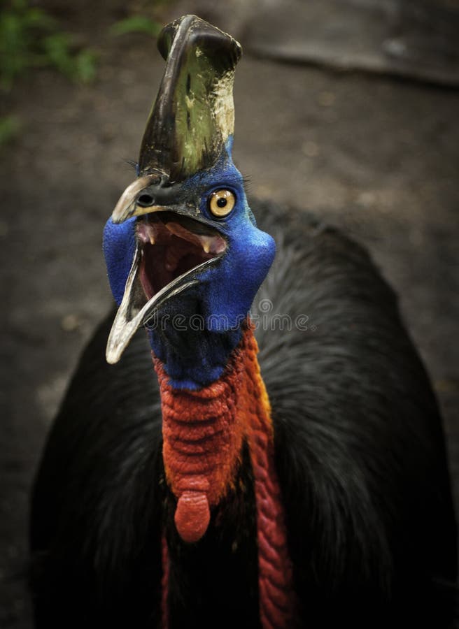 Angry Casuarius stock photo. Image of queensland, horned - 30208136