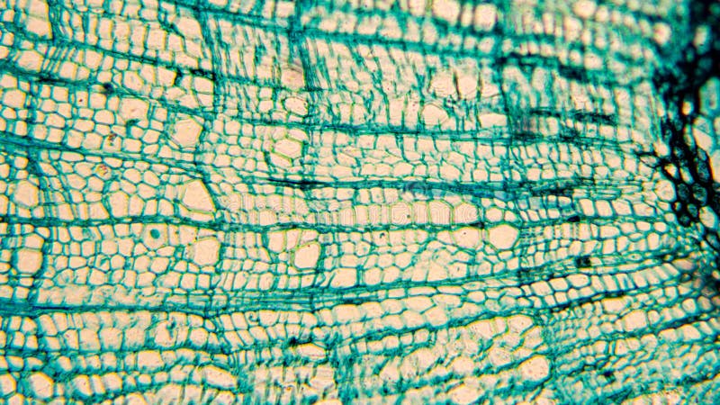 Images of Biological Cells Under a Microscope Stock Photo - Image of ...