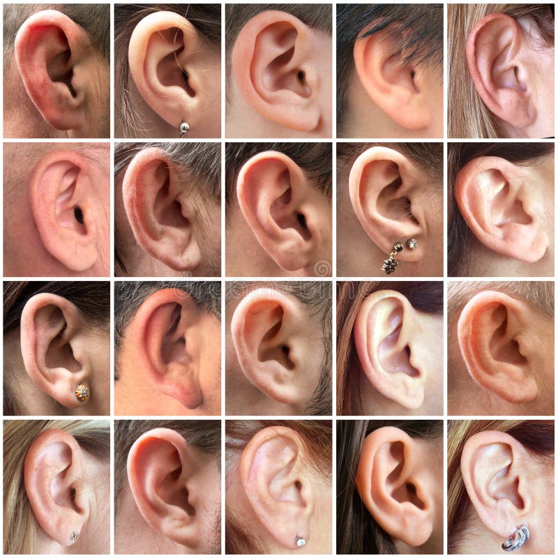 Oreilles humaines photo stock. Image du sensoriel, muscles - 28472974