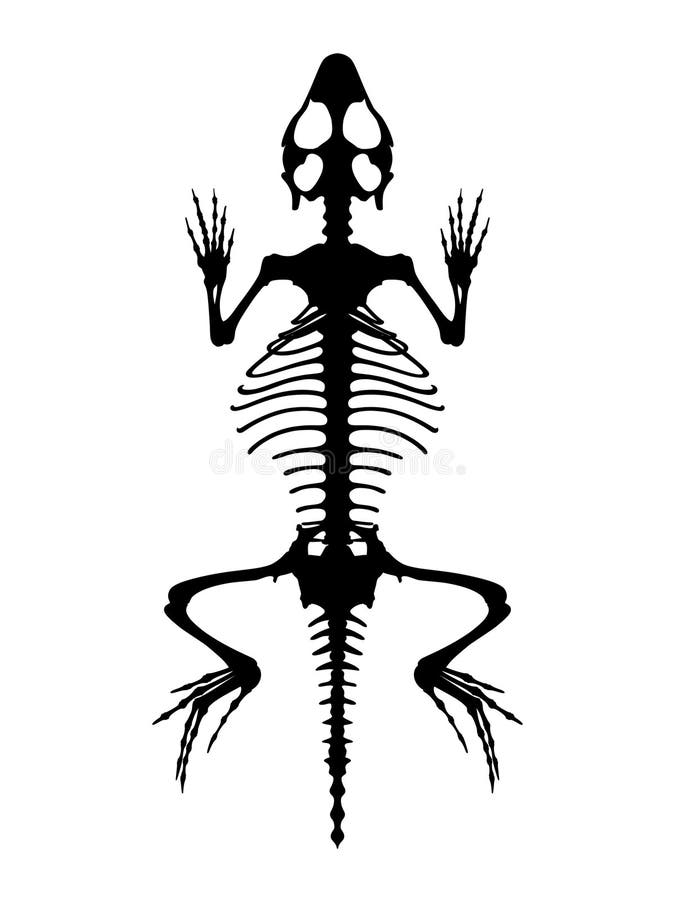 Skeletal System of Animals. Black Lizard Bone Structure Isolated on a ...