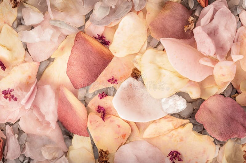 Images of Dried Rose Petals on Himalayan Salt Stock Illustration ...