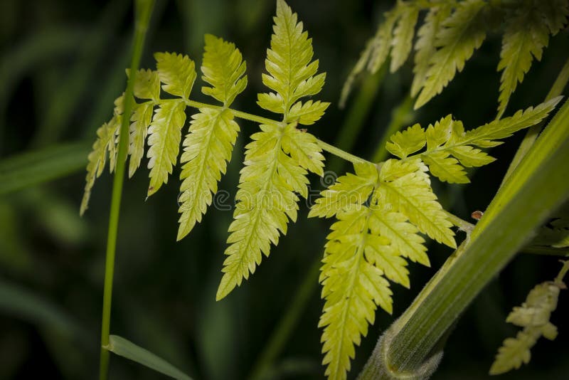 Leaf abstract images stock photo. Image of environmental - 119024372