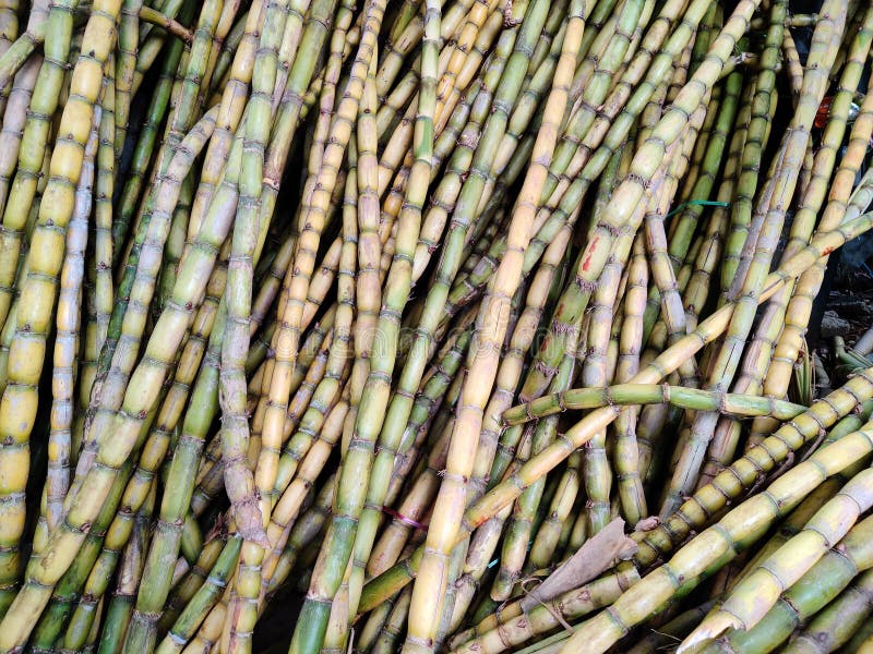 Images of a Homegrown Sugarcane Tree Stock Photo - Image of agriculture ...