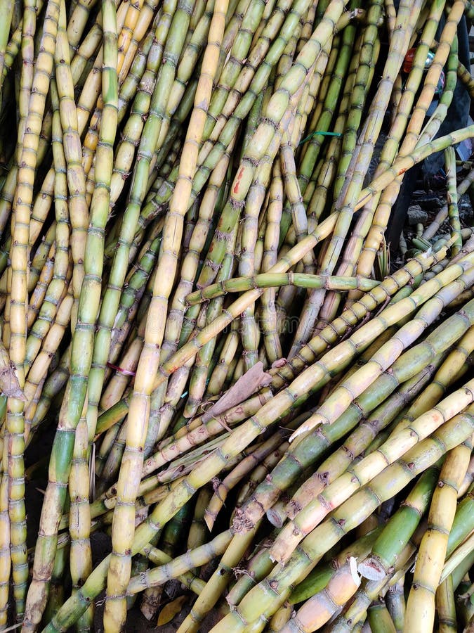 Images of a Homegrown Sugarcane Tree Stock Photo - Image of homegrown ...