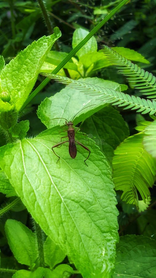 Images of Insects that are Perched on Beautiful Green Leaves Stock ...