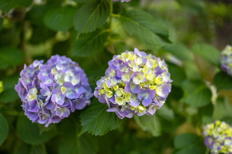 Purple and Yellow Colored Hydrangea, Japan S Rainy Season Flower Stock ...