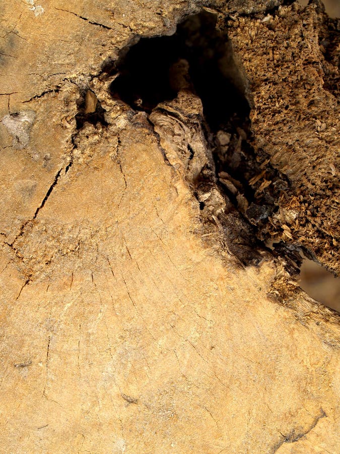 Texture of Tree Background Wall Tree Texture Stock Photo - Image of ...