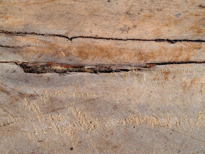 Texture of Tree Background Wall Tree Texture Stock Image - Image of ...