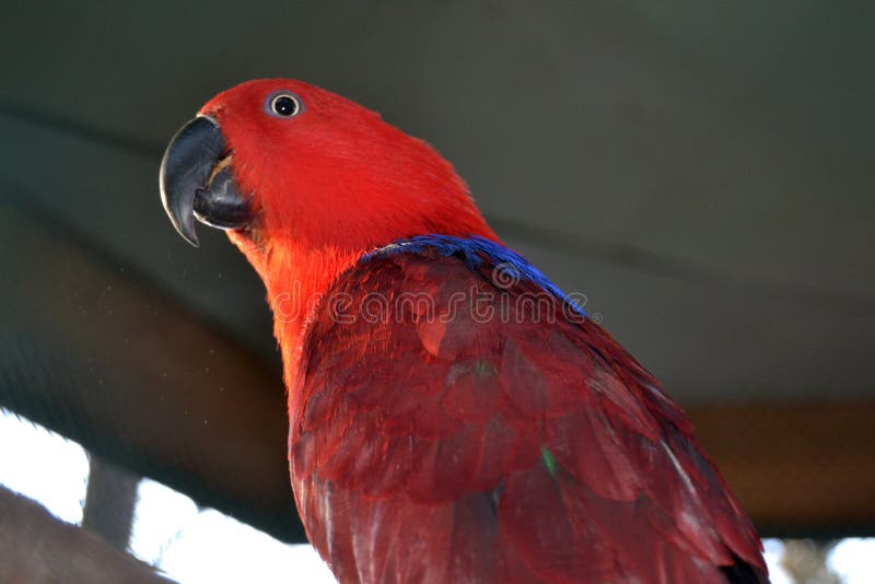 Imaginary Parrot Stock Photos - Free & Royalty-Free Stock Photos from ...