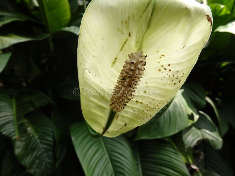 Imagine Green flowers stock photo. Image of leaf, branch - 222322224