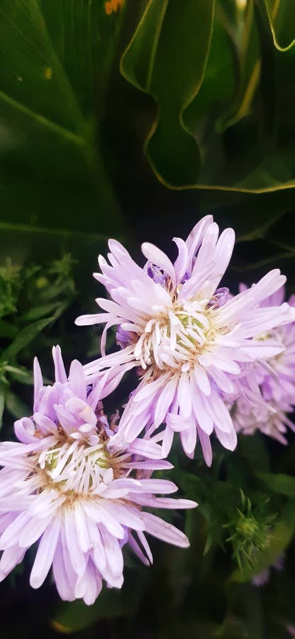 Imagine Purple Flower in the World Stock Photo - Image of purple, world ...