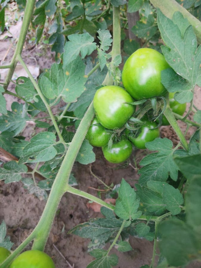 Supertomatoes Stock Photos - Free & Royalty-Free Stock Photos from ...