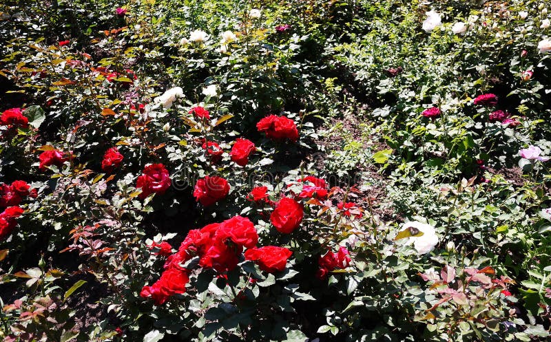 Garden Center for the Sale of Roses. Multi-colored Rose Petals. Details ...