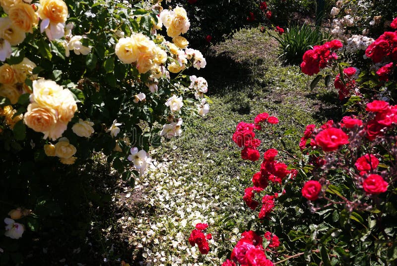 Garden Center for the Sale of Roses. Multi-colored Rose Petals. Details ...