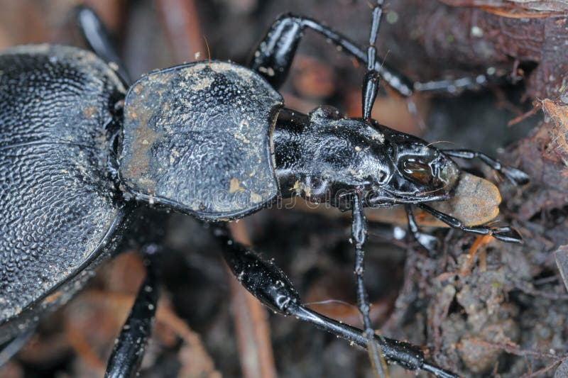 An Imago of Cychrus Caraboides. a Flightless, Specialized Predator that ...