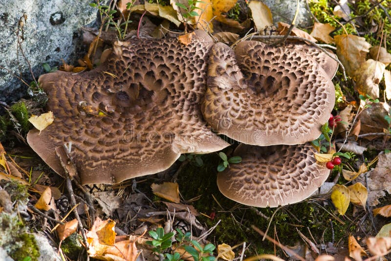 Sarcodon Imbricatus, Commonly Known As the Shingled Hedgehog or Scaly ...