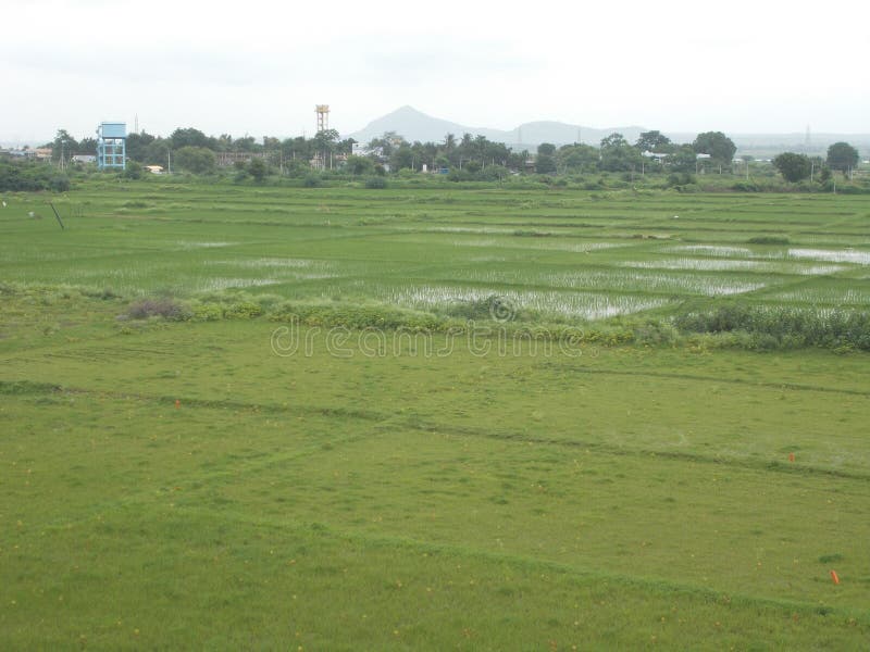 BEAUTIFUL GREENERY TREES IN TELANGANA INDIA Stock Photo - Image of ...