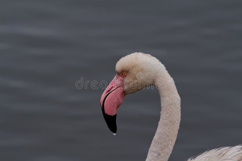 Drips and Drops Greater Flamingo Stock Photo - Image of dripping, drips ...