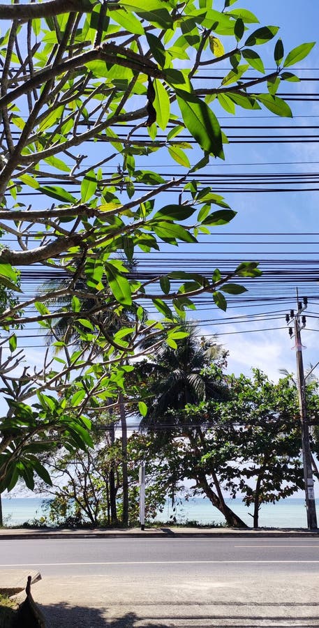 Morning Time in Koh Samui Island Stock Photo - Image of tree, nature ...