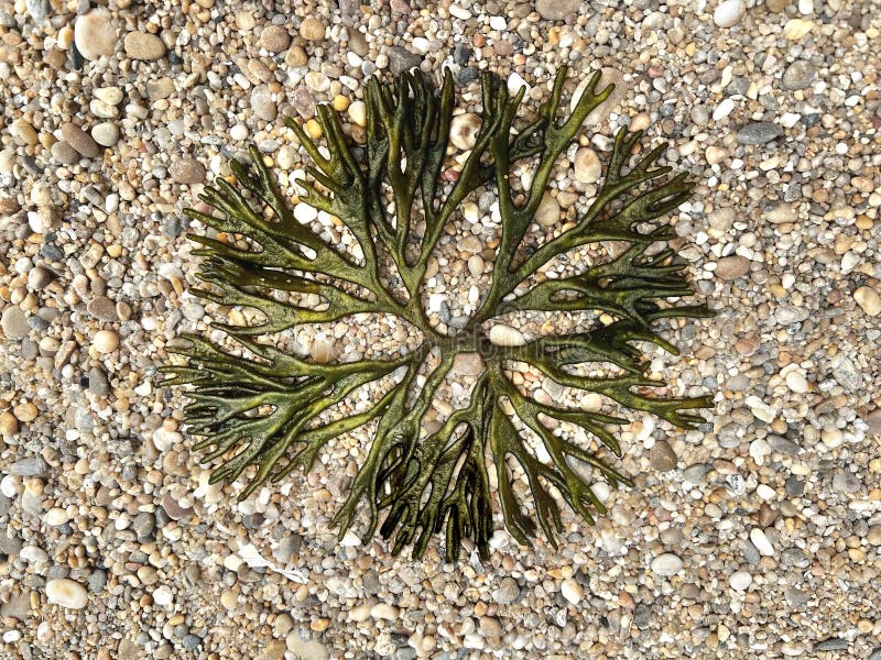 Codium Fragile Seaweed Clip Art Stock Photos - Free & Royalty-Free ...