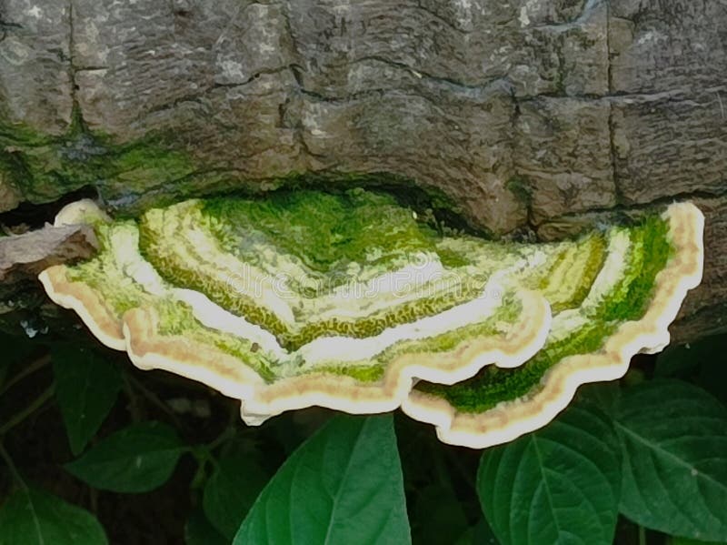 Bright Green Ganoderma Mushroom Stock Photo - Image of fungus ...