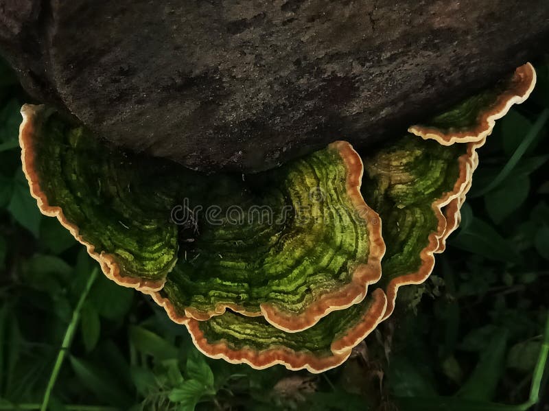 Exotic Ganoderma Mushroom stock image. Image of mushroom - 304518117