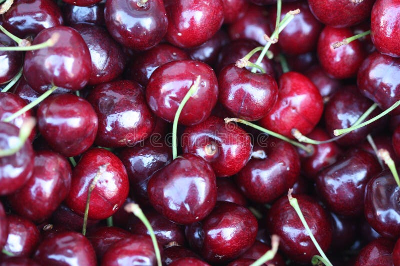 A Bin Containing Ripe Raw Cherries. Stock Photo - Image of cherries ...