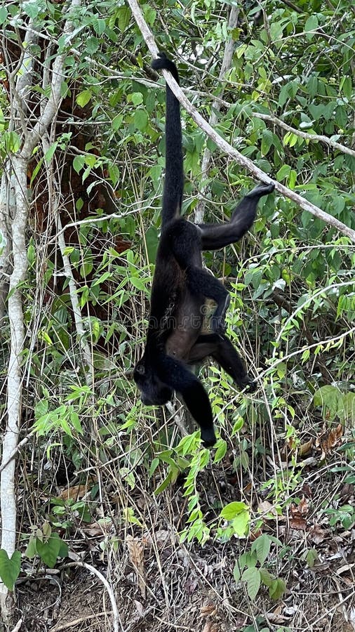 Critically Endangered Black-headed Spider Monkey (Ateles Fusciceps ...