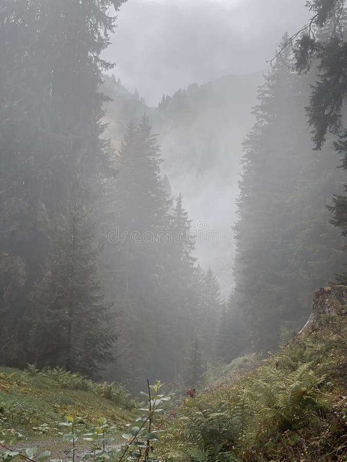 Road in Misty Dark Forest Mountain Wilderness Stock Photo - Image of ...