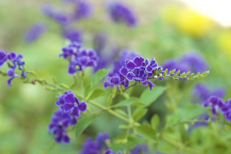 Close Up of Golden Dew Drop Flower Stock Photo - Image of spring ...