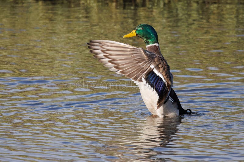 Male Mallard Duck with Wings Spread Forward Stock Photo - Image of duck ...