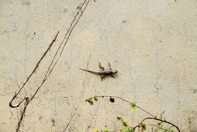 Calango Walking the Wall, Natal, Rio Grande Do Norte Stock Image ...