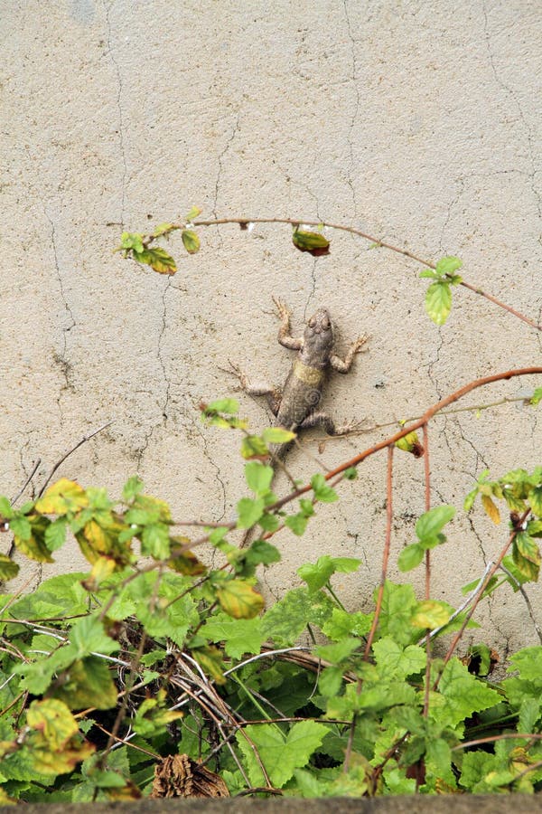 Calango Walking the Wall, Natal, Rio Grande Do Norte Stock Image ...