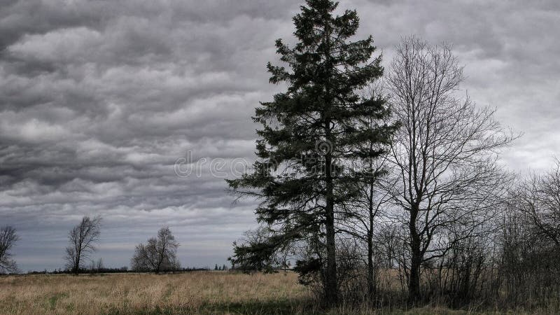 Gloomy Landscape with Tall Tree Stock Illustration - Illustration of ...