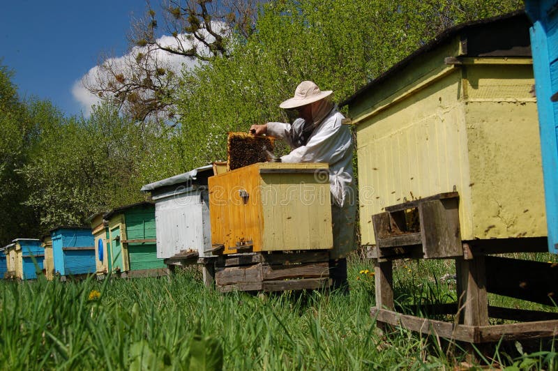 Imker stockfoto. Bild von imker, fliege, tiere, bienen - 14208048