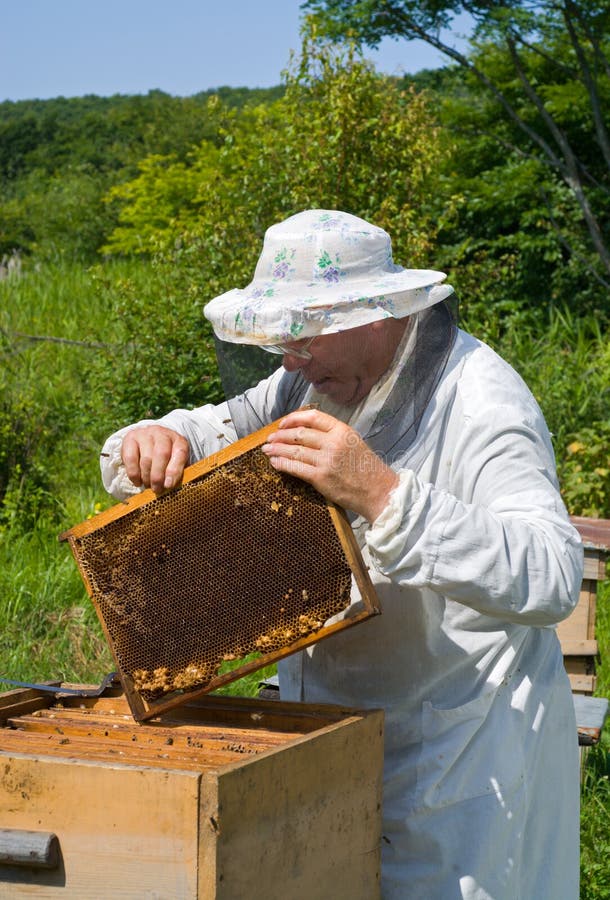 Imker 58 stockfoto. Bild von bienenwachs, bienen, bienenzucht - 10929106