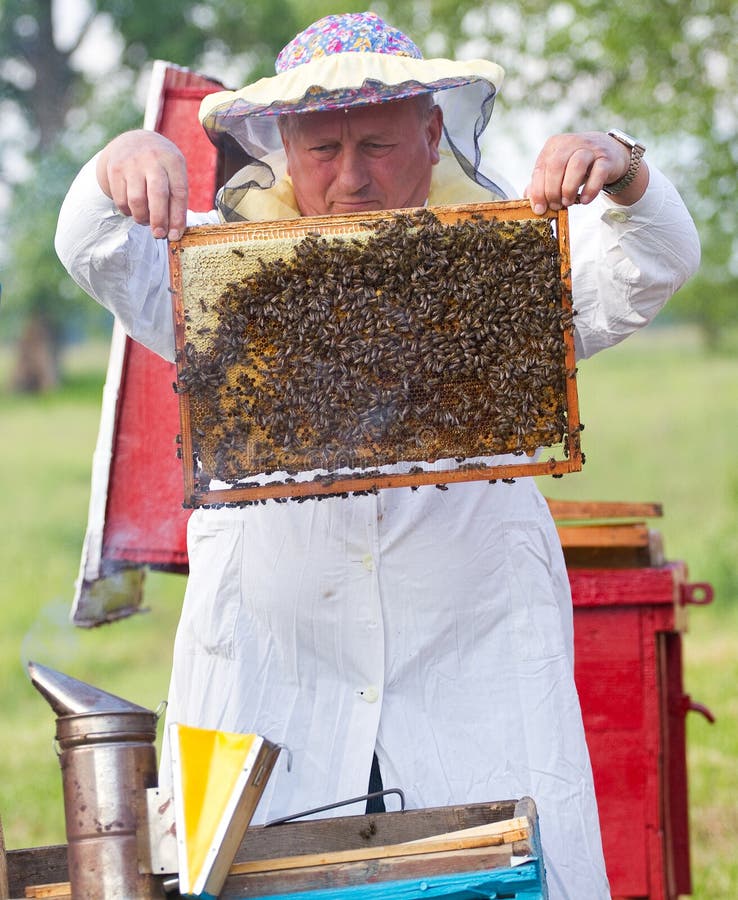 Imker, Der Im Bienenhaus Arbeitet Stockfoto - Bild von insekt, person ...